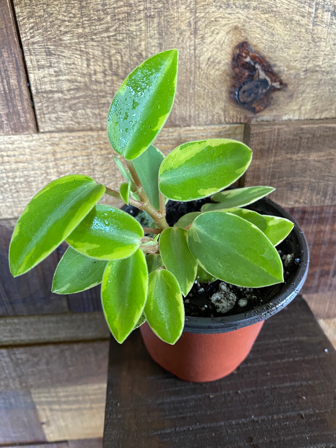 Peperomia Orba Variegata variegated Teardrop - Etsy