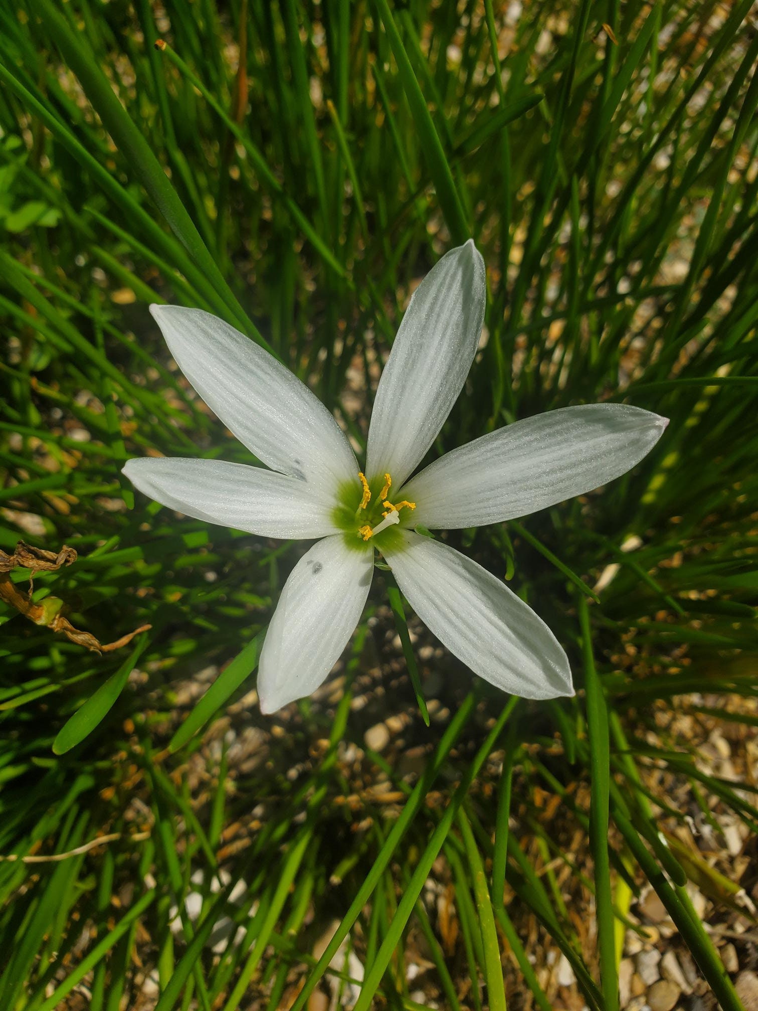 White Rain Lily Bulbs Zephyranthes Candida Homegrown 25 Bulbs - Etsy