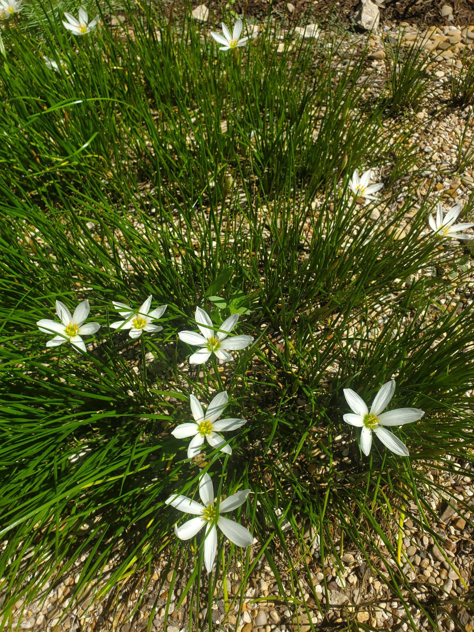 White Rain Lily Bulbs Zephyranthes Candida Homegrown 25 Bulbs - Etsy