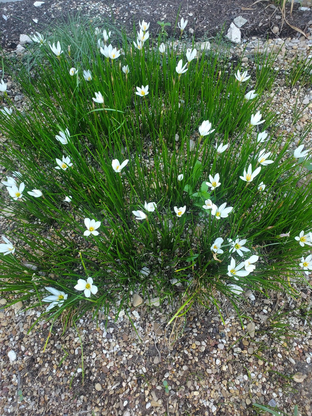 White Rain Lily Bulbs - Zephyranthes Candida - Homegrown - 30 Bulbs - Etsy