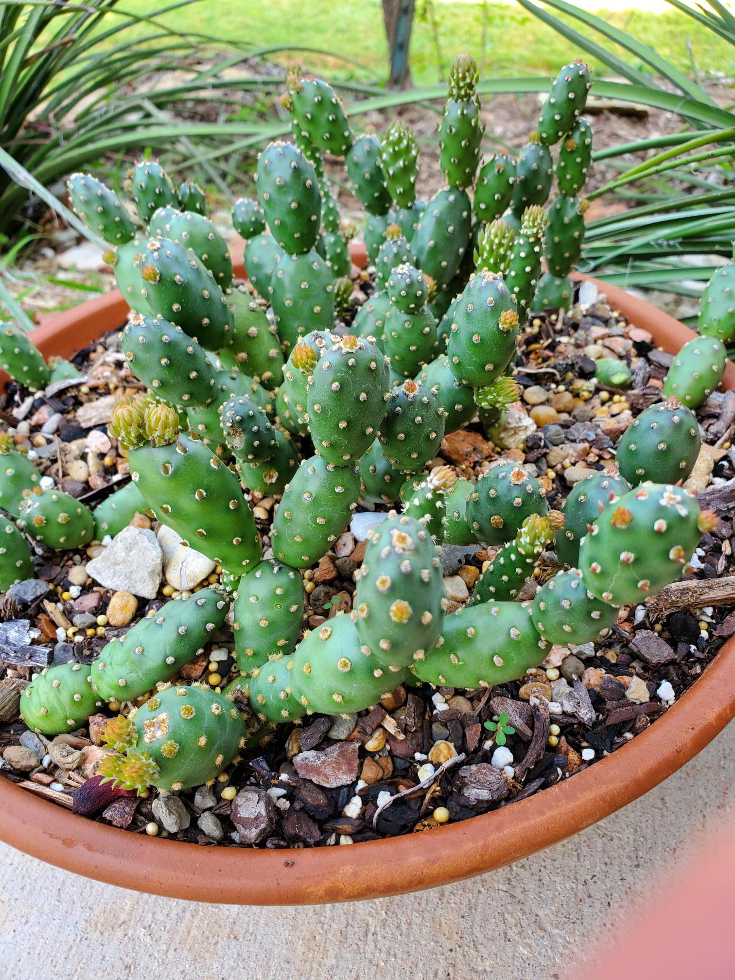 Mouse Ears - Opuntia Debreczeyi Miniature CACTUS - COLD HARDY & Home ...