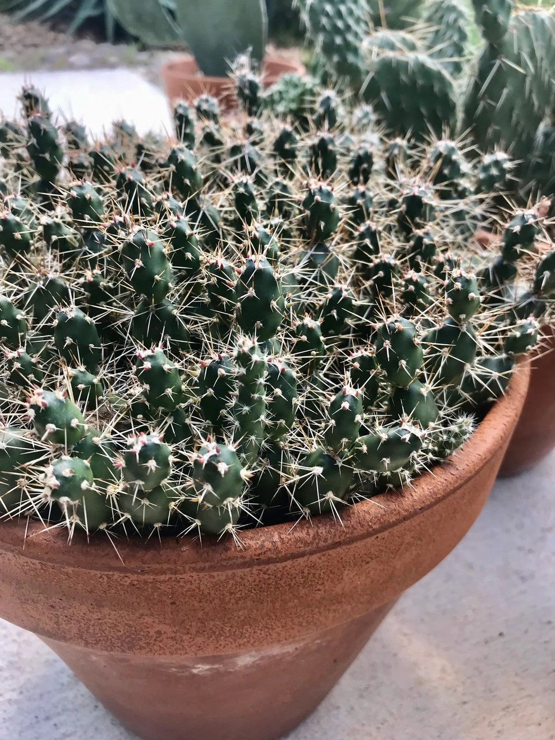 Cat's Paw "michigan Tiny" - Opuntia Fragilis Cacti Pad - 2 or 3 Cuttings/pads. COLD HARDY ...