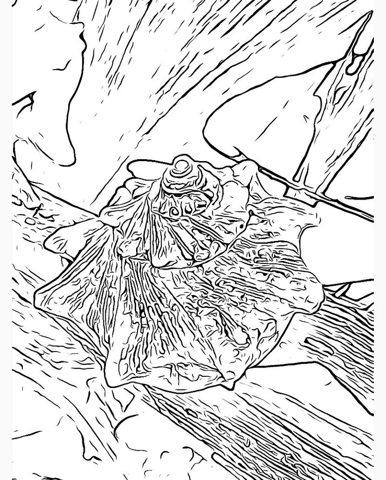 Conch Shell Coloring Page - Etsy