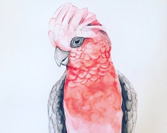 Galah in a Trilby A4 Print - Etsy