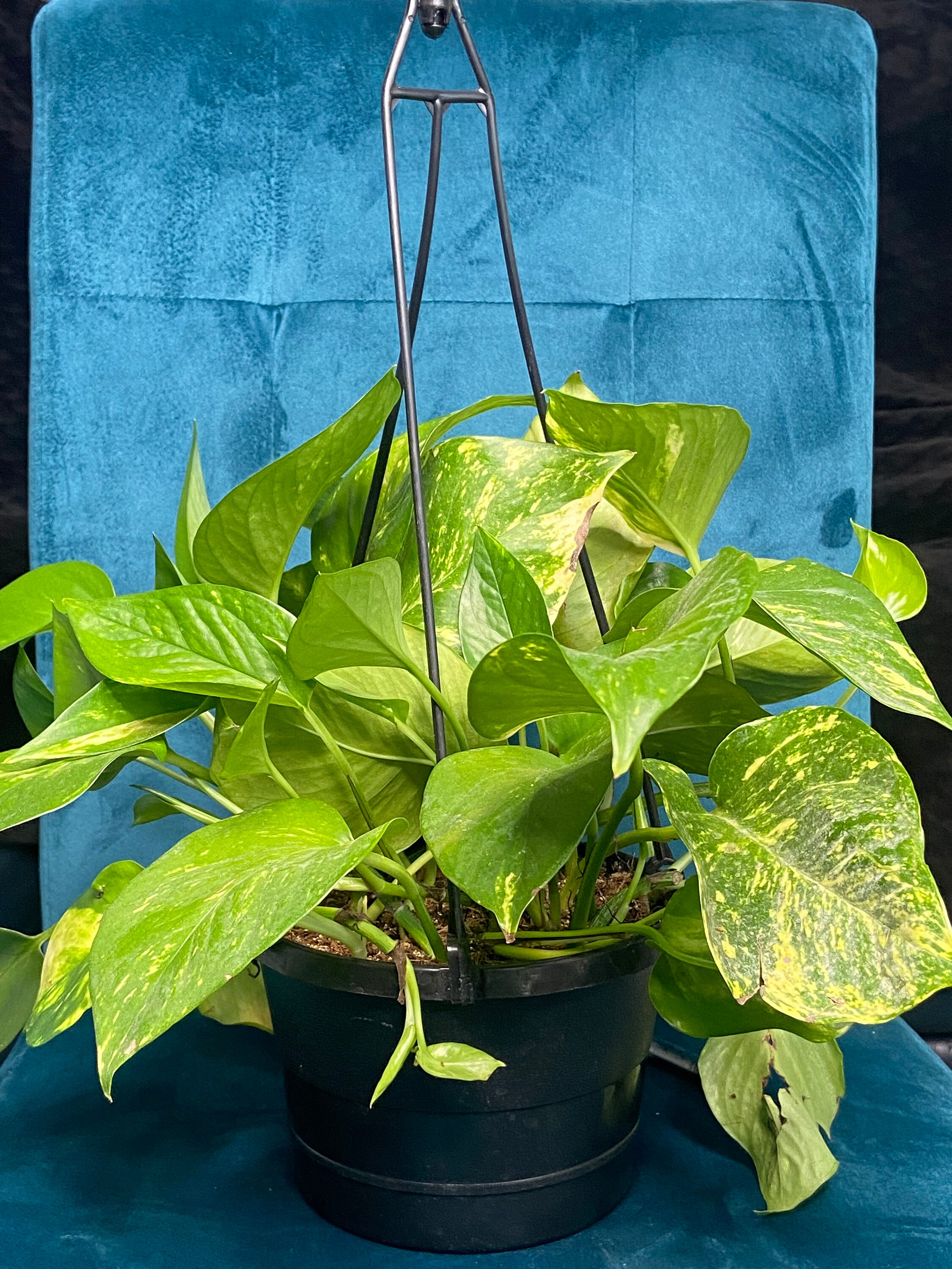 Golden Pathos Hanging Basket - Etsy