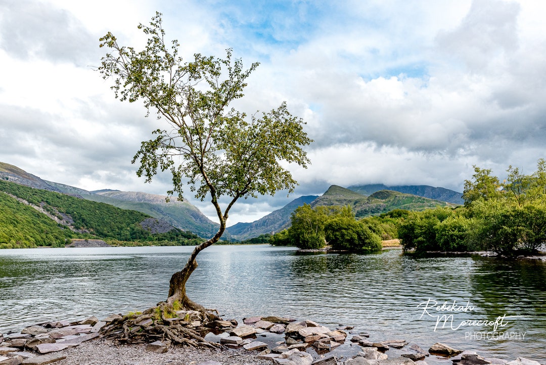 The Lone Tree in Lyn Padarn Snowdonia North Wales Canvas Snowdon Wall ...