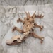 Flexi Fidget Skeleton Stegosaurus 3D Fossil Flexi Factory Stegosaurus ...