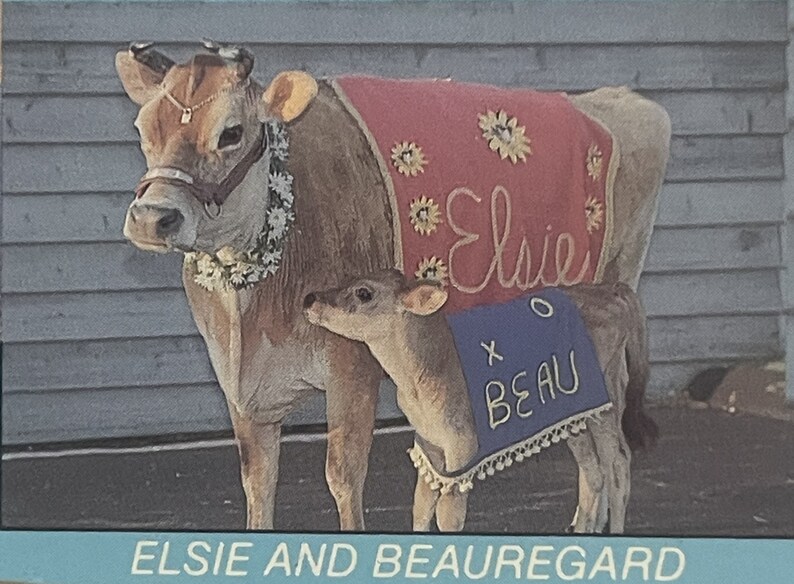 Vintage Elsie and Beauregard Borden Cow Postcard RIP to - Etsy