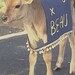 Vintage Elsie and Beauregard Borden Cow Postcard, RIP to Another USA ...