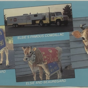 Vintage Elsie and Beauregard Borden Cow Postcard, RIP to Another USA ...