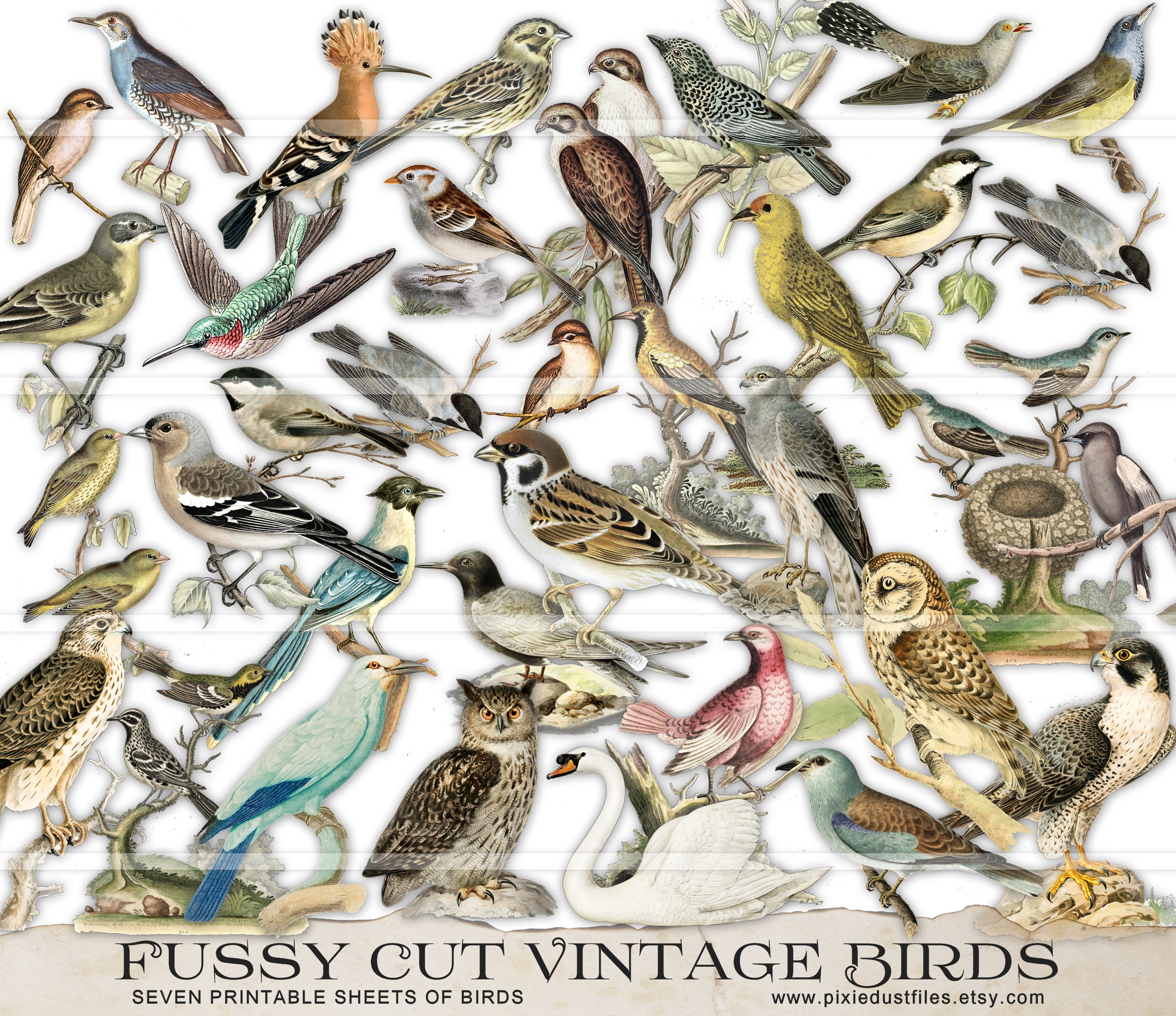 Fussy Cut Vintage Bird Images Junk Journal Birds Printable - Etsy