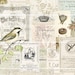 Vintage Birds Junk Journal Pages, Printable Papers, Journal Supplies ...