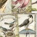 Vintage Birds Ephemera Cards, Printable Junk Journal Ephemera Pack ...