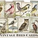 Vintage Birds Ephemera Cards, Printable Junk Journal Ephemera Pack ...