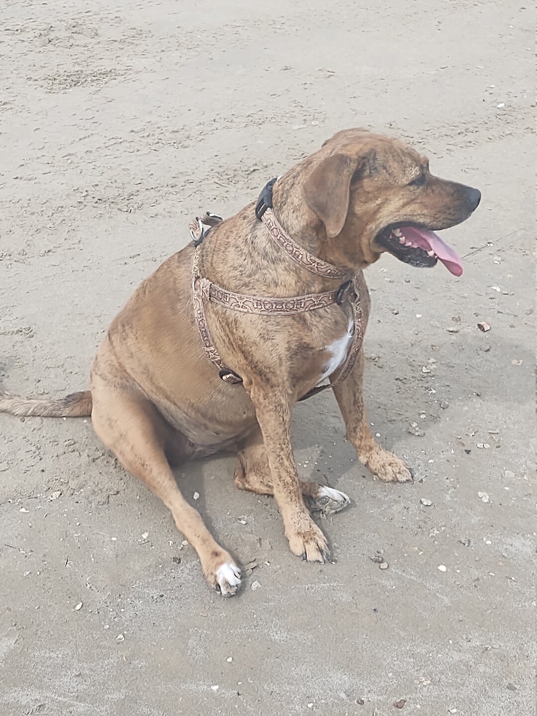 Snake Skin Design Pet Collars Harnesses and Leashes Made - Etsy