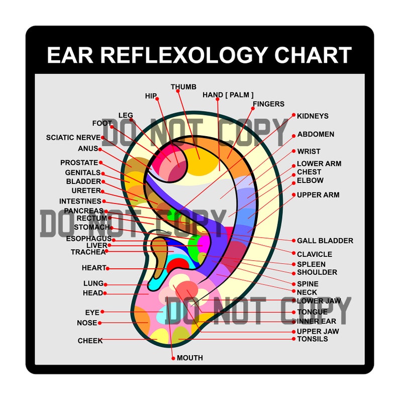 Ear Reflexology Chart Download for Printing Posters 3 File Types. - Etsy