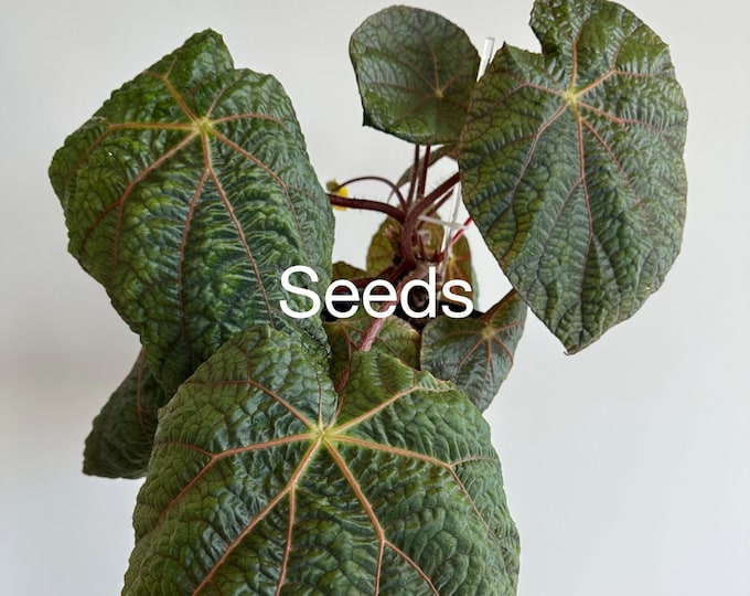 Begonia "redrum" - Etsy