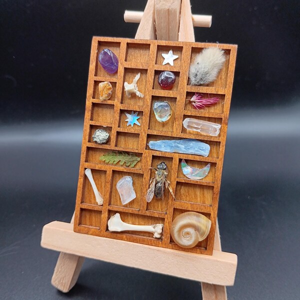 Curiosity Cabinet - Etsy