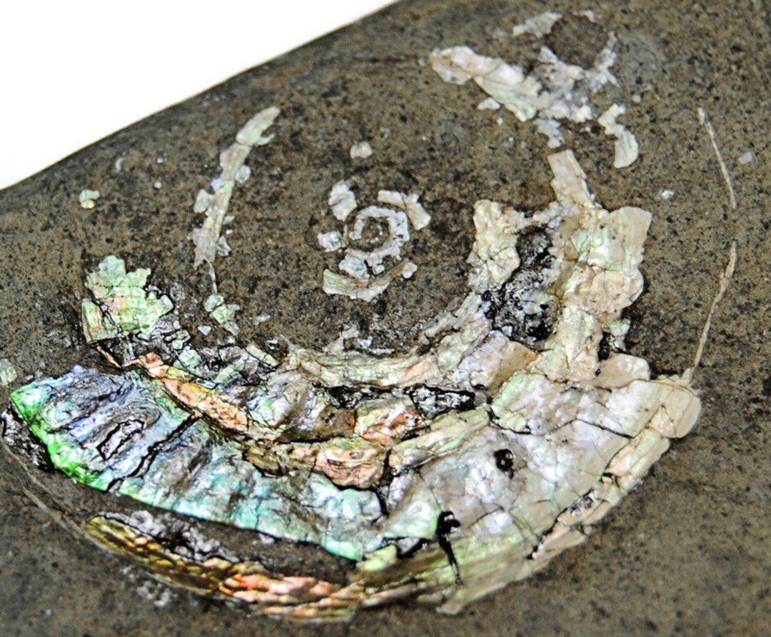 Early Jurassic Hettangian Period Stunning Multi-colour Iridescent Part ...