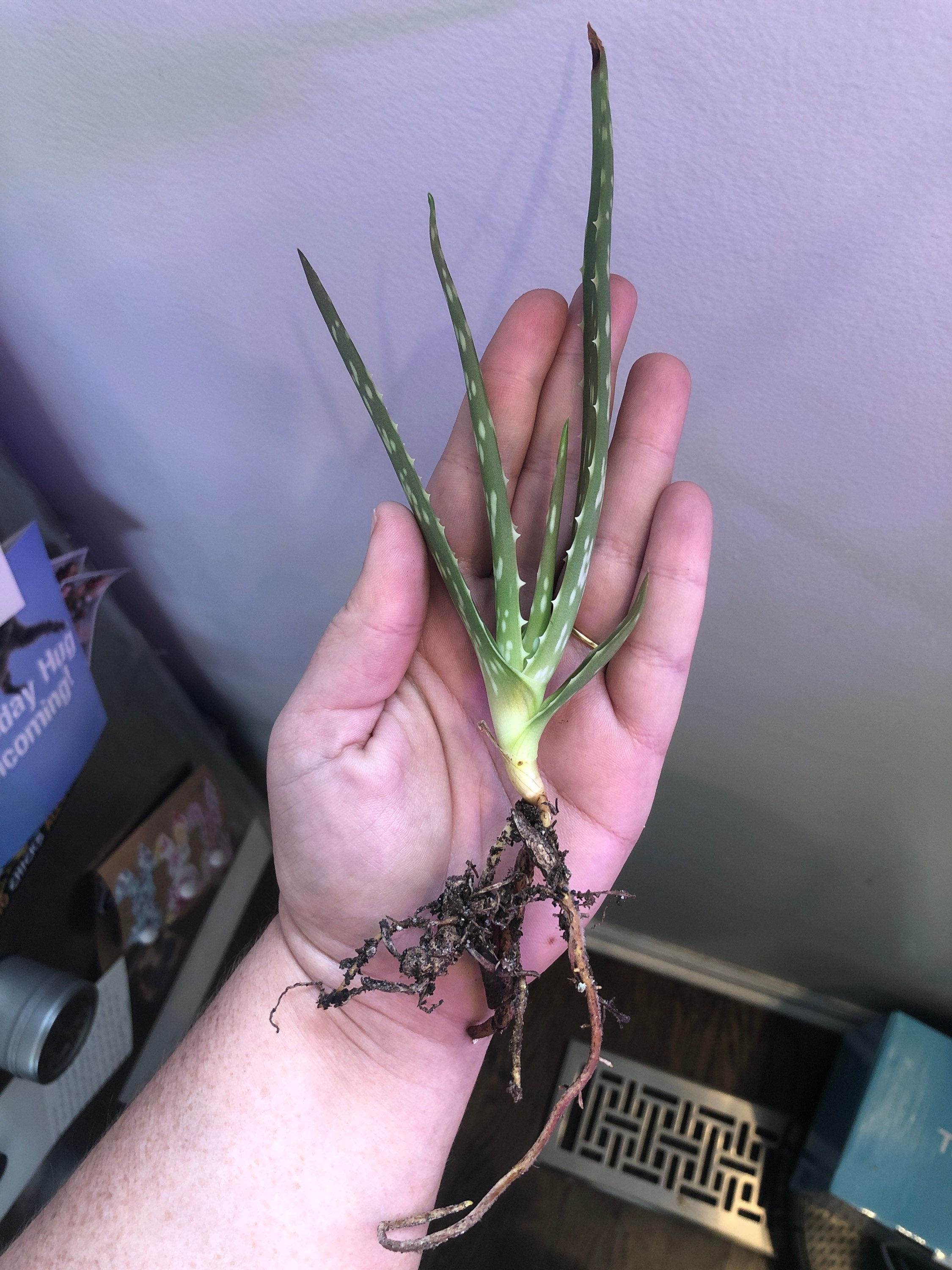 Aloe Vera Plant Succulent Aloe Pups Medicinal Sunburn | Etsy