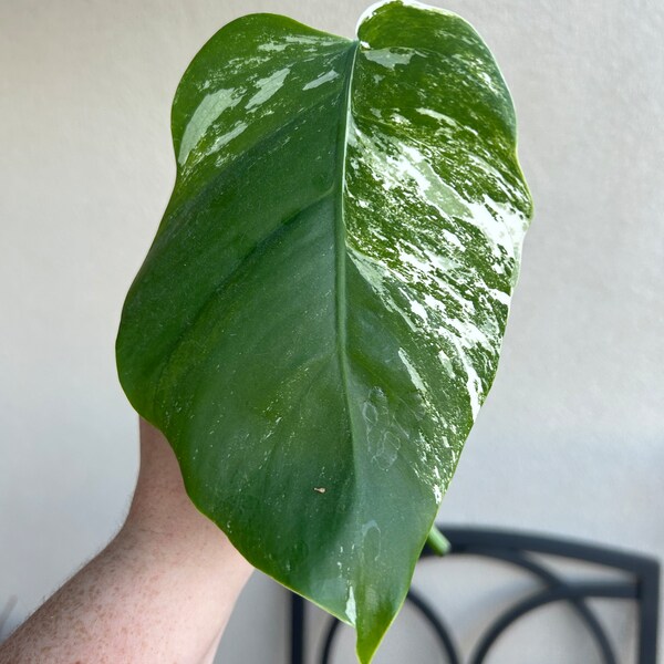 Monstera Albo - Etsy