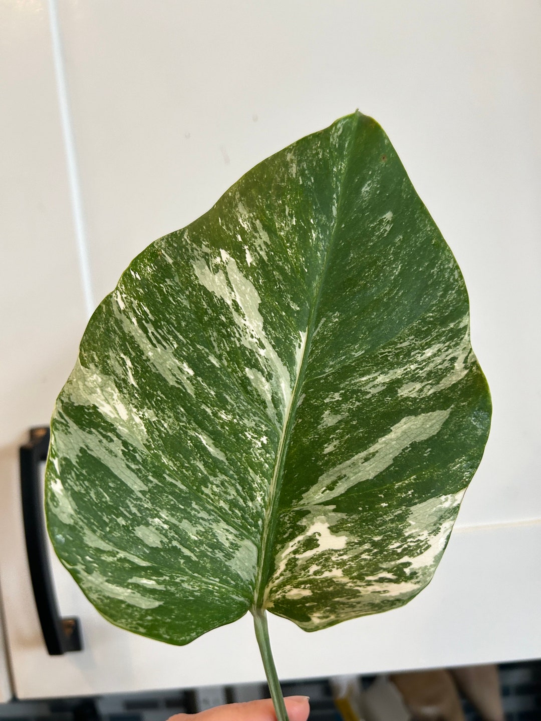 Monstera Albo Stem Cutting Rare Plant Wet Stick Variegated Mint White ...