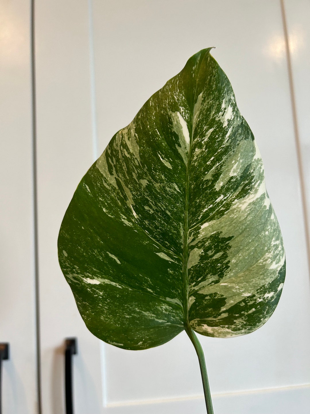 Monstera Albo Stem Cutting Rare Plant Wet Stick Variegated Mint White ...