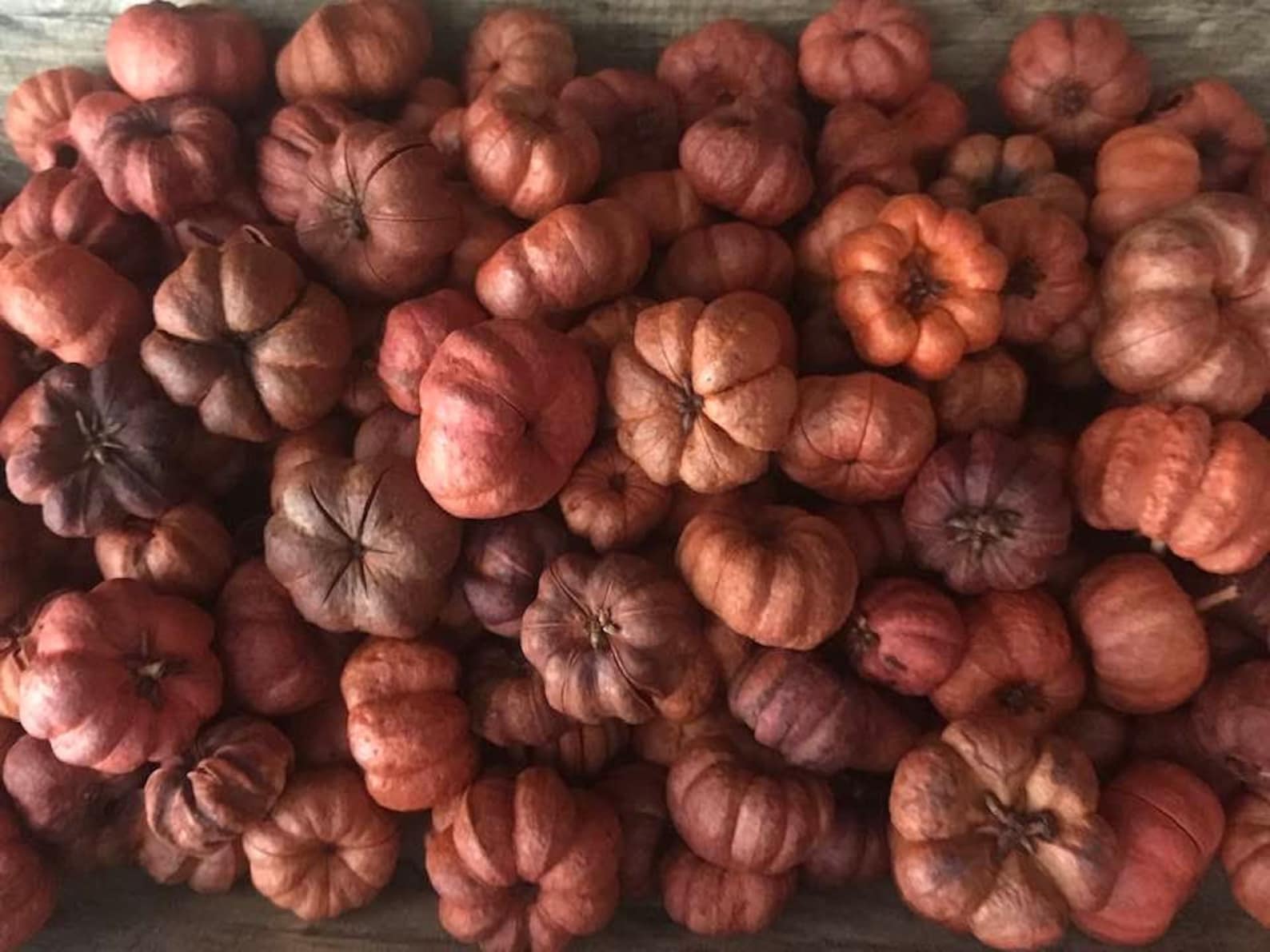 Orange Pumpkin Pods Putka Pods - Etsy