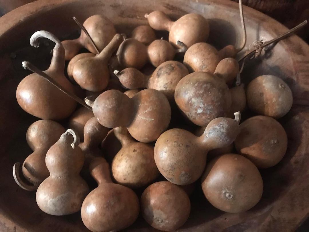 Mini Gourds Micro Mini Hard Shell Gourds Small Gourds Ornaments Bowl ...