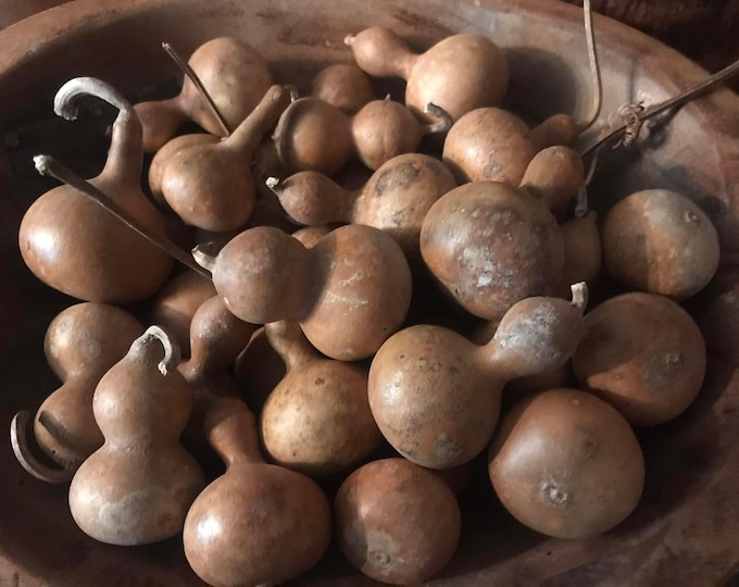 Mini Gourds Micro Mini Hard Shell Gourds Small Gourds Ornaments Bowl ...