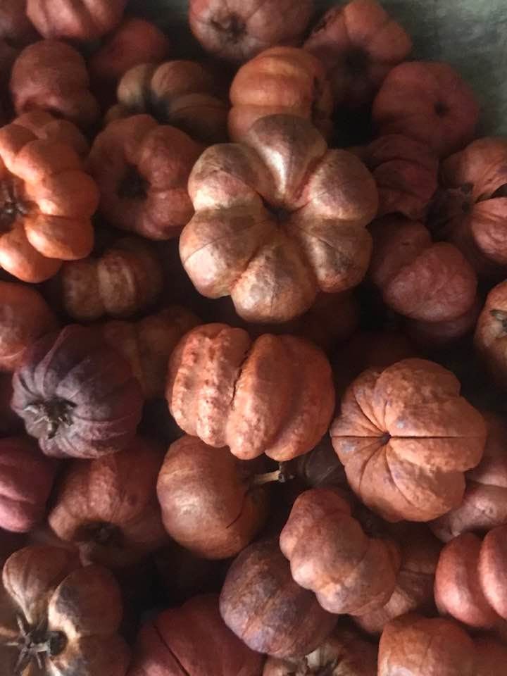 Orange Pumpkin Pods Putka Pods - Etsy