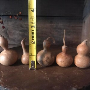 Mini Gourds Micro Mini Hard Shell Gourds Small Gourds Ornaments Bowl ...