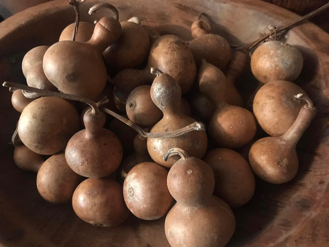 Mini Gourds Micro Mini Hard Shell Gourds Small Gourds Ornaments Bowl ...