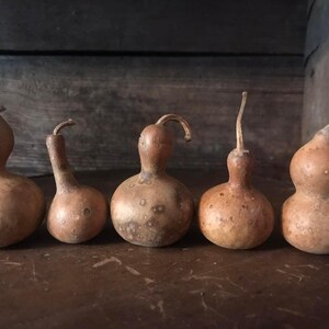 Mini Gourds Micro Mini Hard Shell Gourds Small Gourds Ornaments Bowl ...