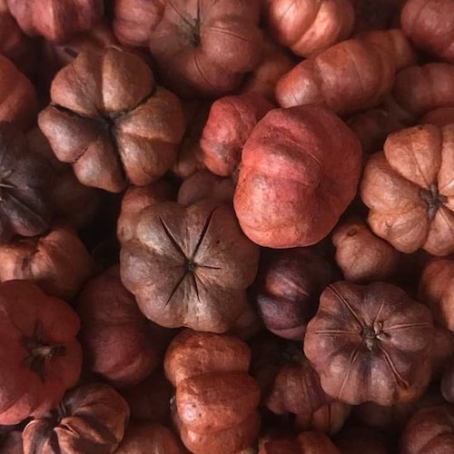 Orange Pumpkin Pods Putka Pods - Etsy