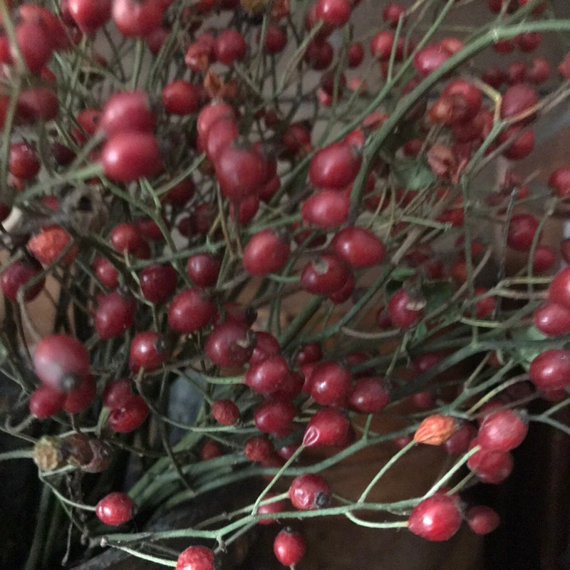 Dried Rose Hip Decor - Etsy