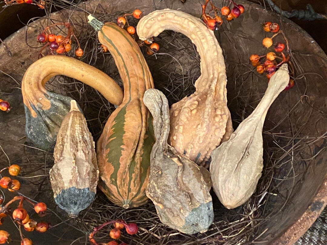 Set of 6 Whole Dried Gourds Fall Bowl Filler Farmhouse Cabin Old Early ...