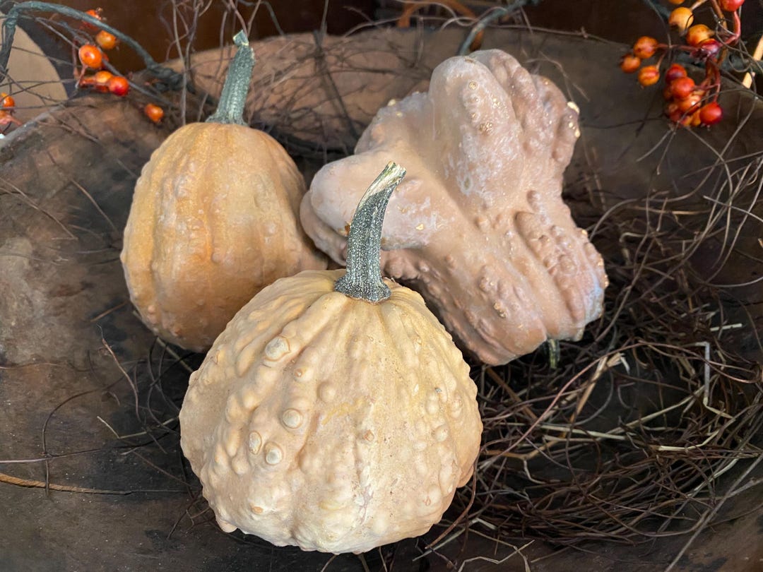 Dried Gourds Beige Tan Set Bowl Trencher Primitive Set of 3 - Etsy
