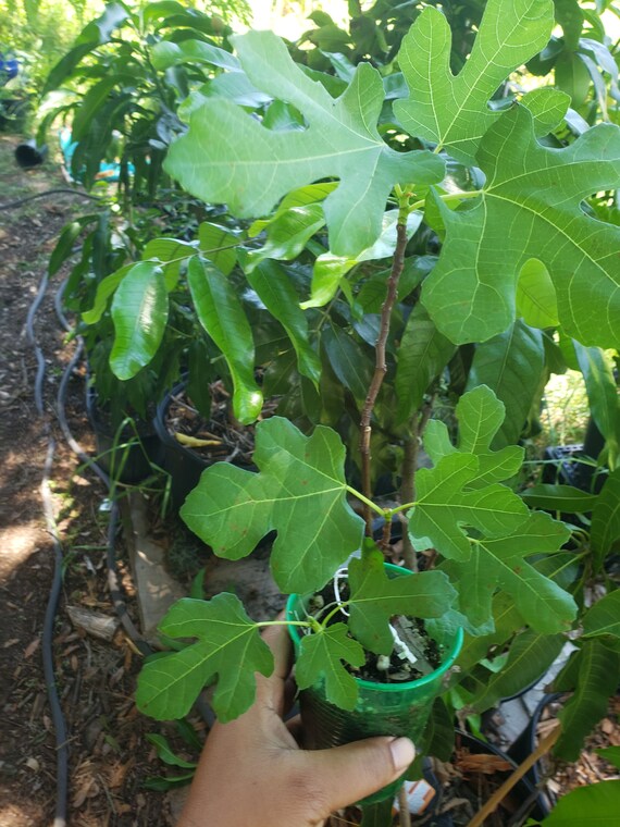 Celeste Fig Tree Leaves