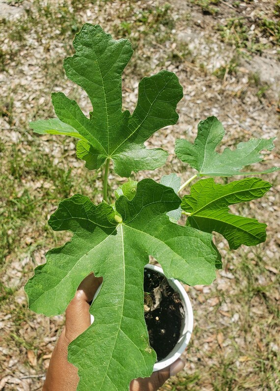 Celeste Fig Tree Leaves