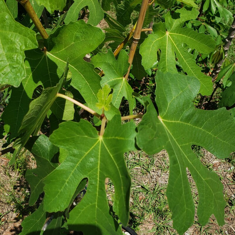 Chicago Fig Tree - Etsy