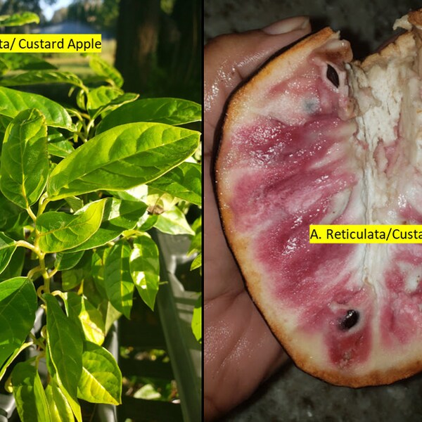 Custard Apple - Etsy
