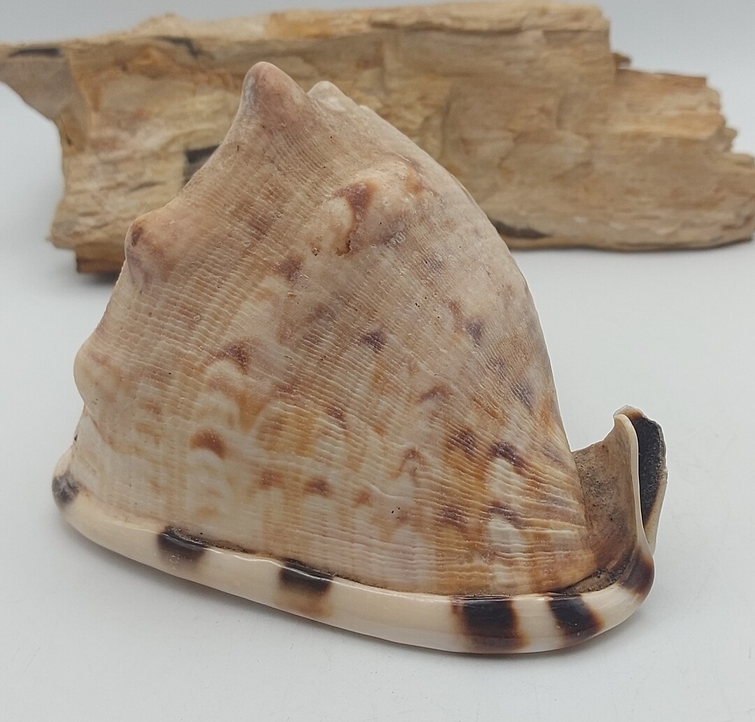 Small Horned Helmet Shell, Cassis Cornuta, Sea Snail, Vintage, Very ...