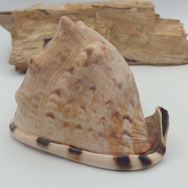 Rare Shells - Etsy
