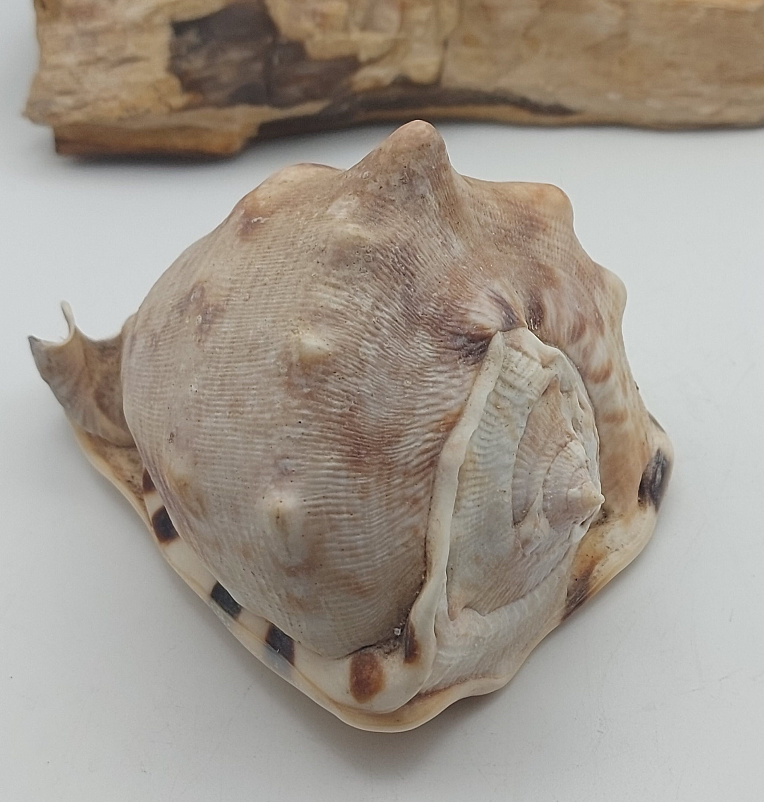 Small Horned Helmet Shell, Cassis Cornuta, Sea Snail, Vintage, Very ...