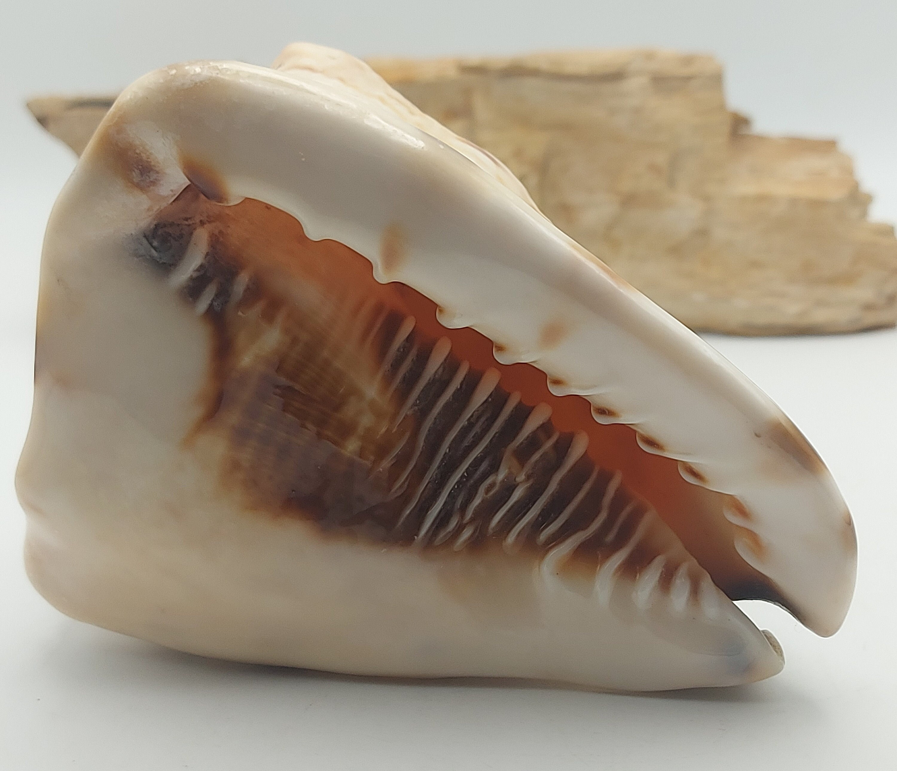 Small Horned Helmet Shell, Cassis Cornuta, Sea Snail, Vintage, Very ...