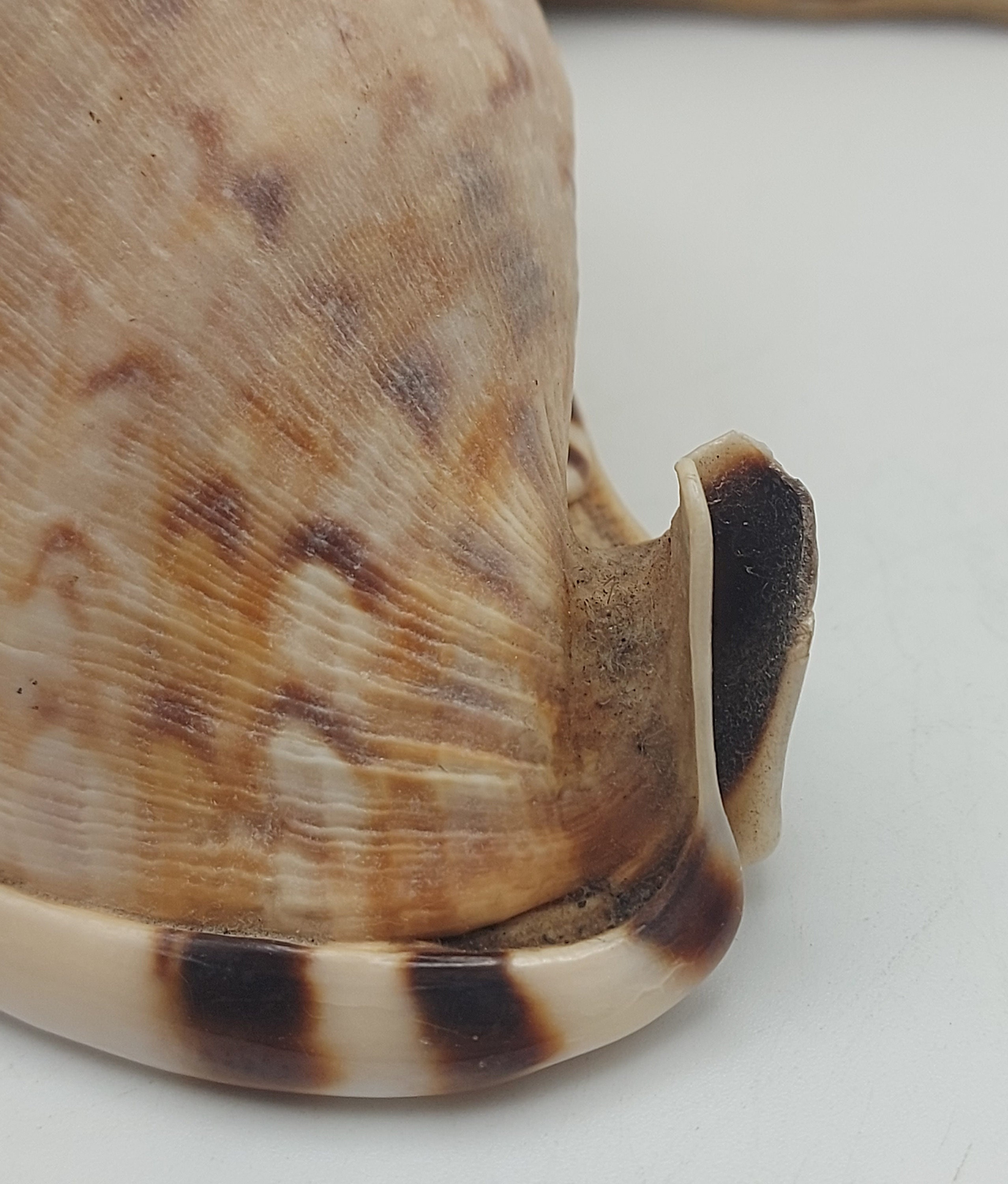 Small Horned Helmet Shell, Cassis Cornuta, Sea Snail, Vintage, Very ...