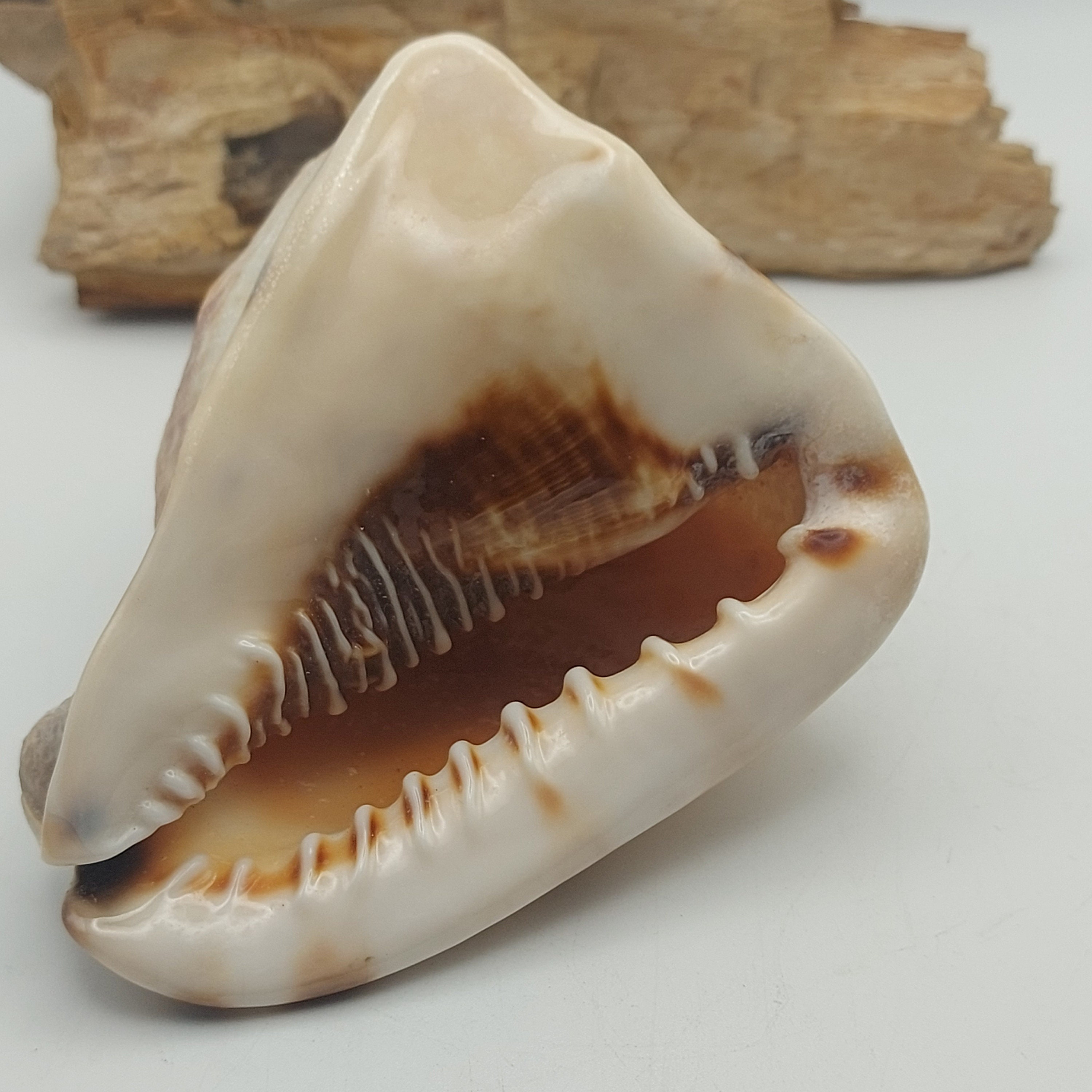 Small Horned Helmet Shell, Cassis Cornuta, Sea Snail, Vintage, Very ...