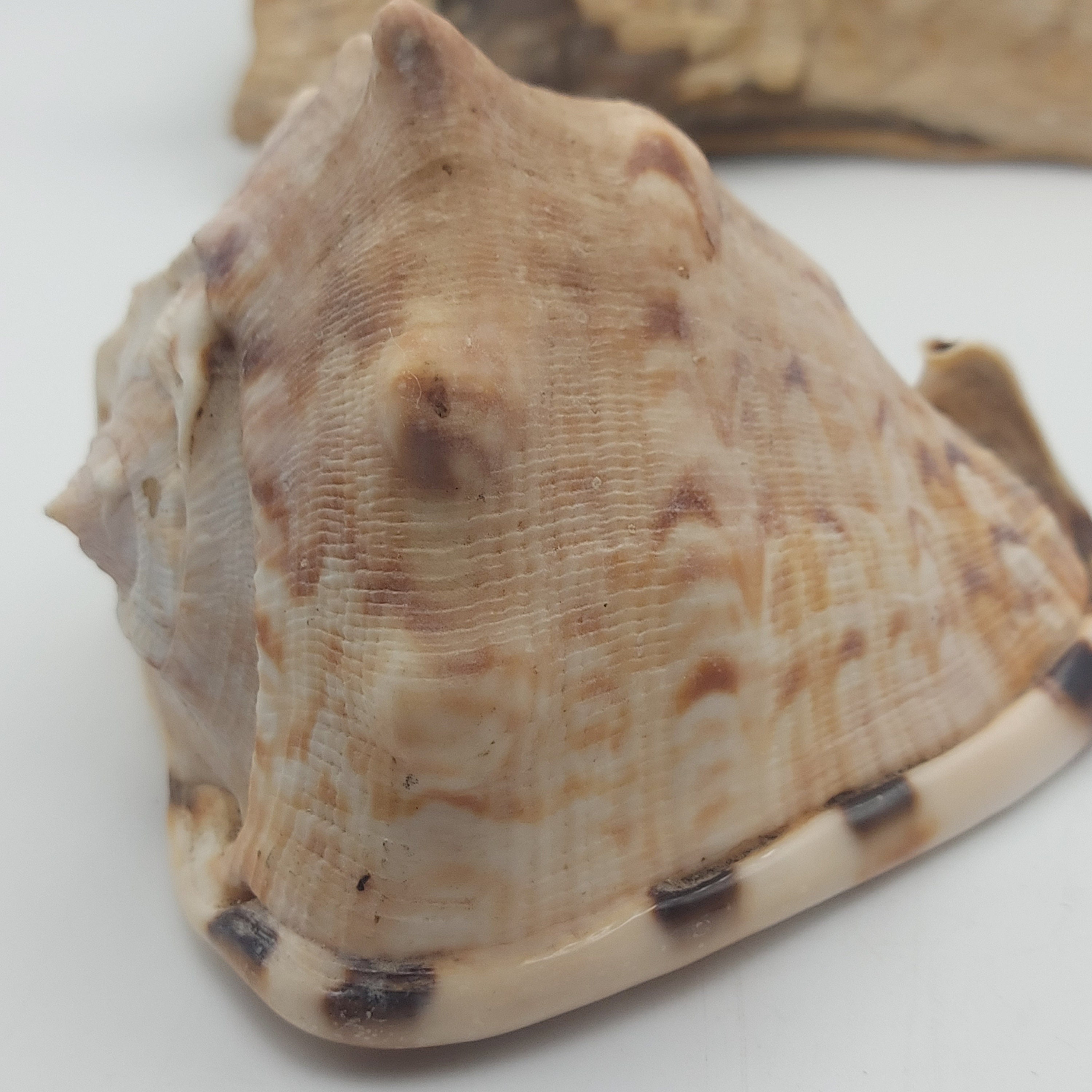 Small Horned Helmet Shell, Cassis Cornuta, Sea Snail, Vintage, Very ...