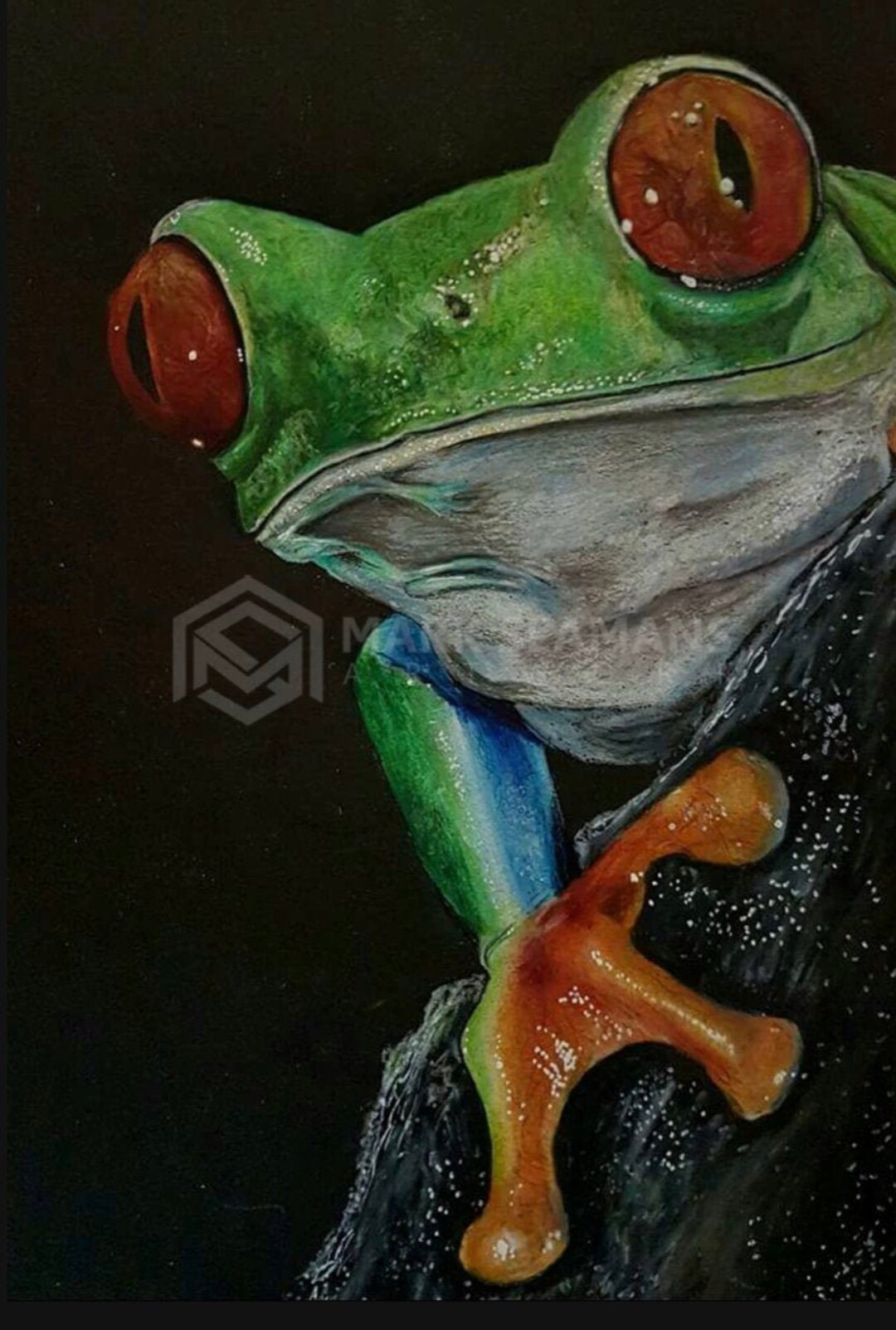 Tree Frog Pencil Crayon Portrait - Etsy